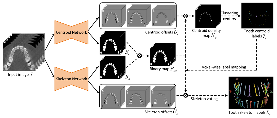 Hierarchical Morphology-Guided Tooth Instance Segmentation from CBCT Images
